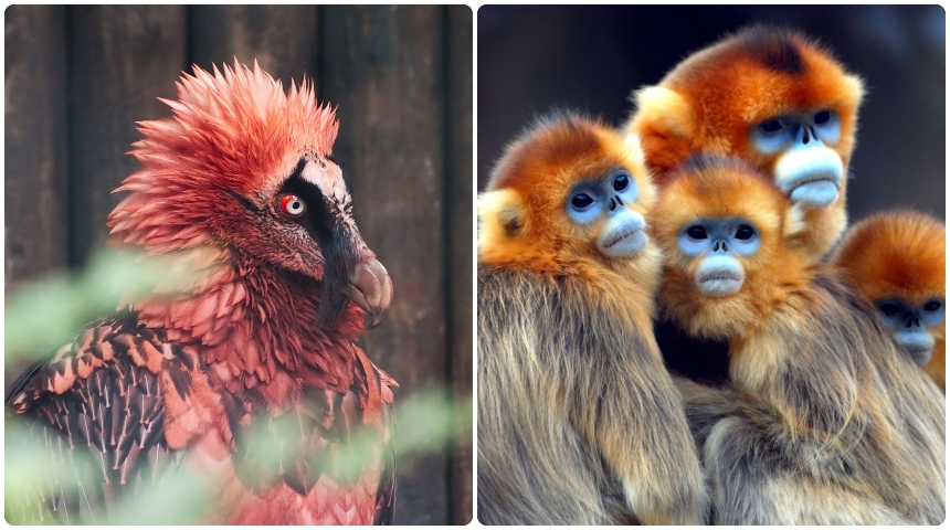 15 животни со најуникатен изглед на планетата | Мотика