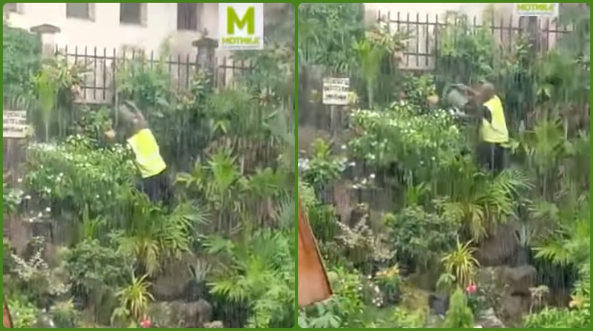 Дали некогаш сте виделе градинар со ваква посветеност и страст? | Мотика