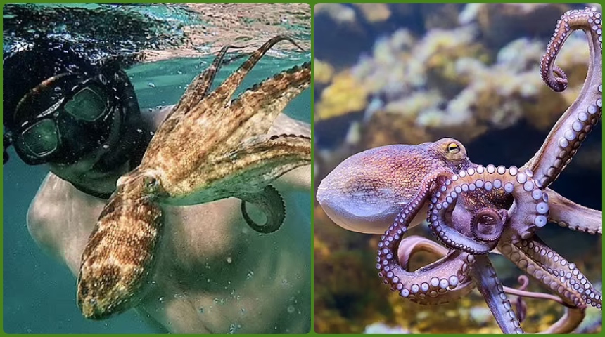 Нивниот мозок работи како нашиот, тие дури и сонуваат на ист начин како ...