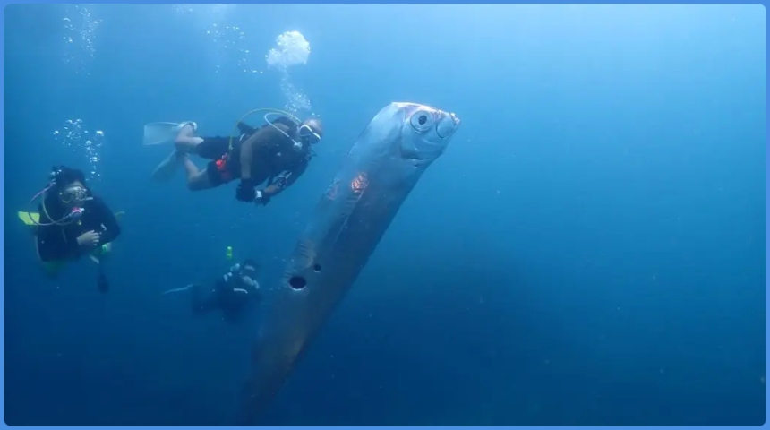 Нуркачи беа маѓепсани од средбата со најретката риба во светот со ...