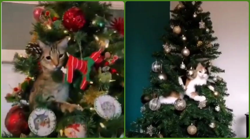 Компилација којашто ќе ве внесе во празнична атмосфера: Новогодишни ...