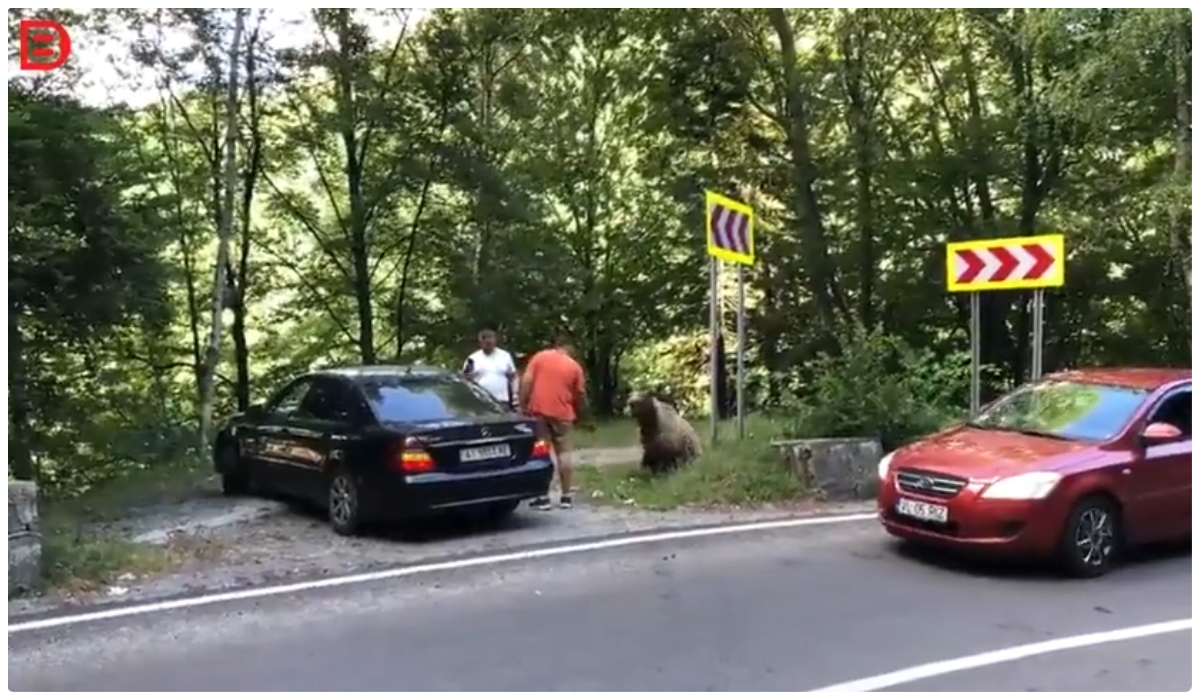 И сега сите да запаметиме убаво зошто не треба да храниме мечка во Романија Мотика