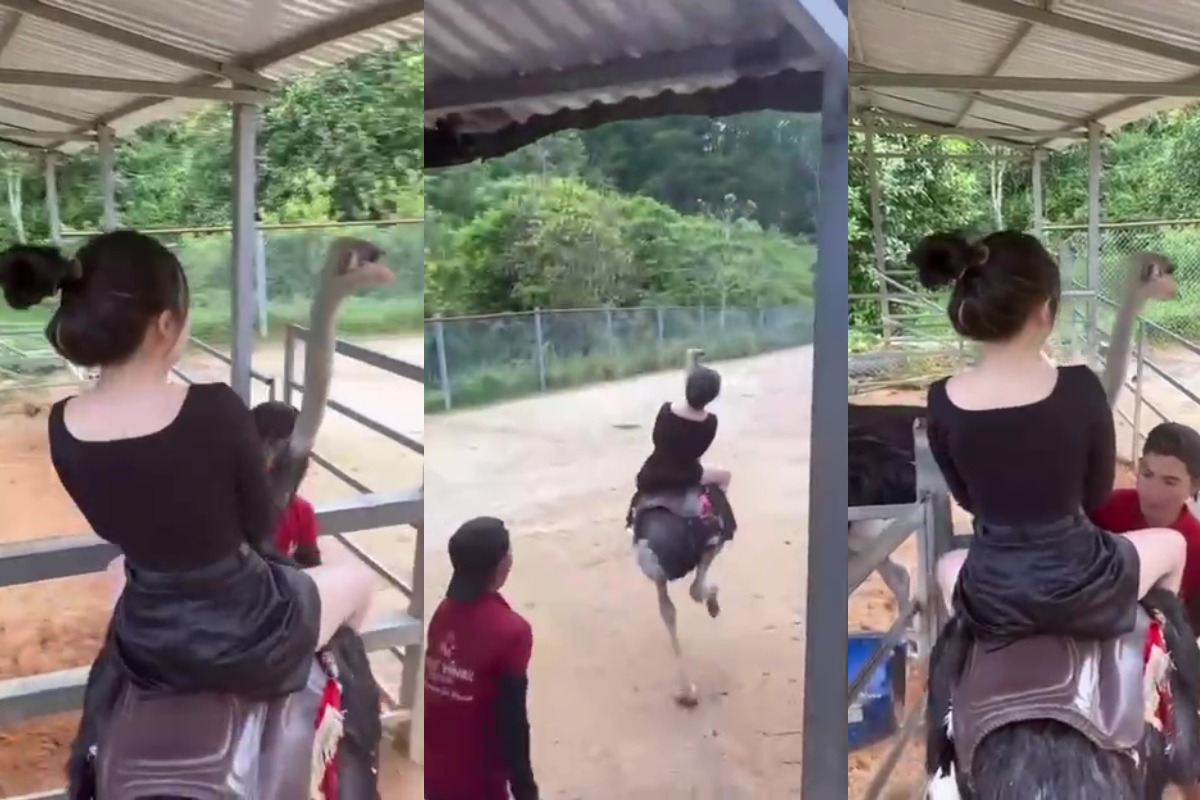 Јавањето ноеви е најлудата адреналинска забава што некогаш сте ја виделел Мотика