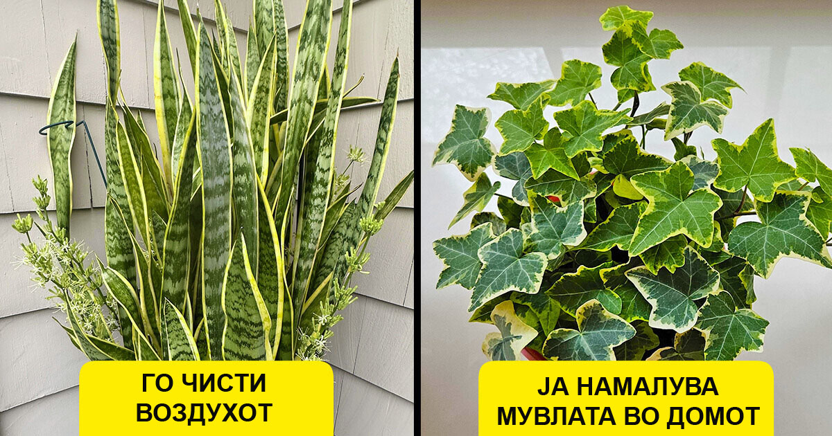 10 најдобри растенија за во затворен простор – ќе ви го исчистат ...