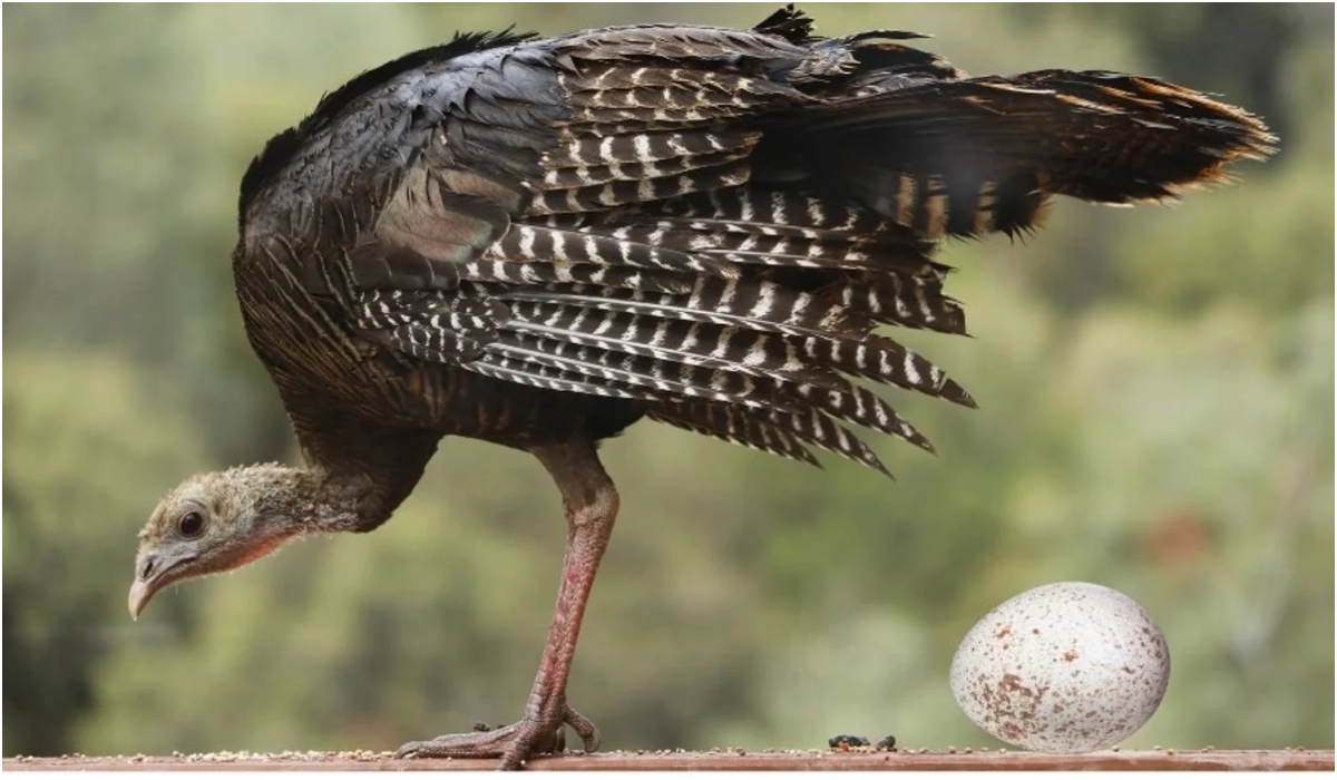 Зошто јадеме јајца од кокошка, патка и препелица – а зошто не и од ...